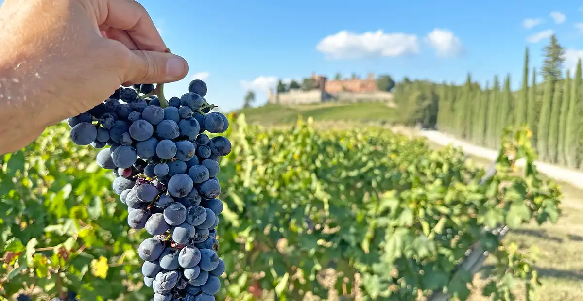 Chianti Wine and Sightseeing Tour: Vineyards, Villages and Views ...